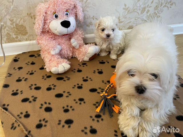 Мальтийская болонка