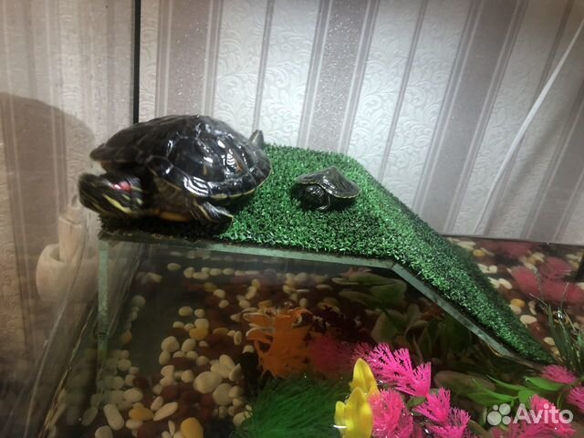 Красноухая черепаха