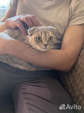 Кошки в добрые руки