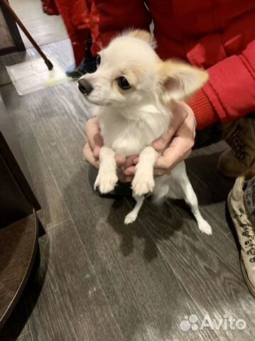 Чихуахуа 6 мес