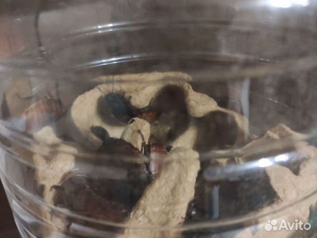 Мадагаскарские тараканы