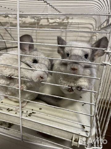 Шиншилы с клеткой