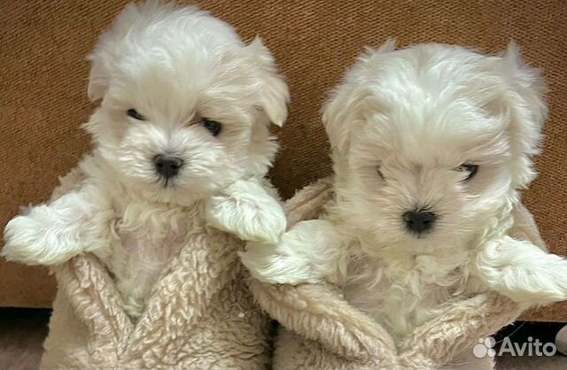 Болонки щенки мальтезе