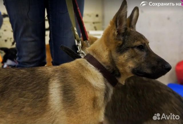 Овчаристый щенок