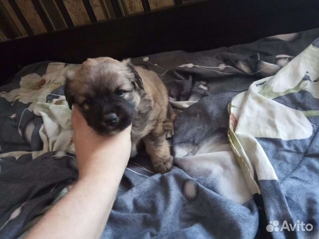 Щенок помесь