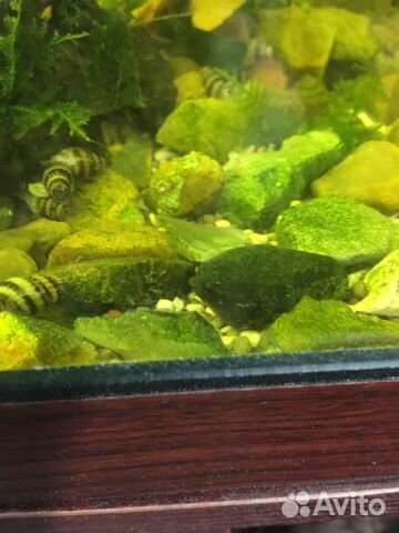 Улитка Хелена (Anentone helena)