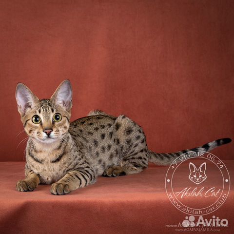 Саванна Ф4 (пацан)