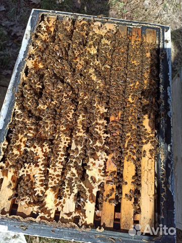 Пчелы бакфаст