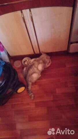 Отдам только в хорошие руки