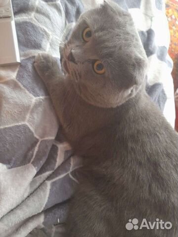 Шатланский кот вязка