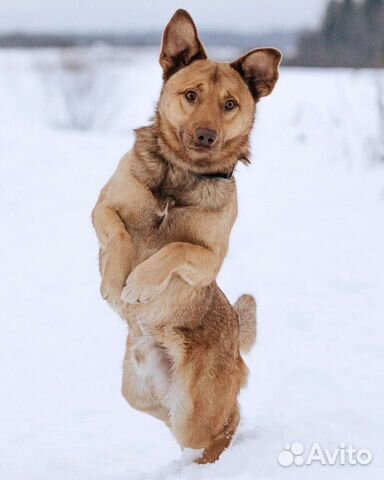 Солнечный мальчик ищет дом