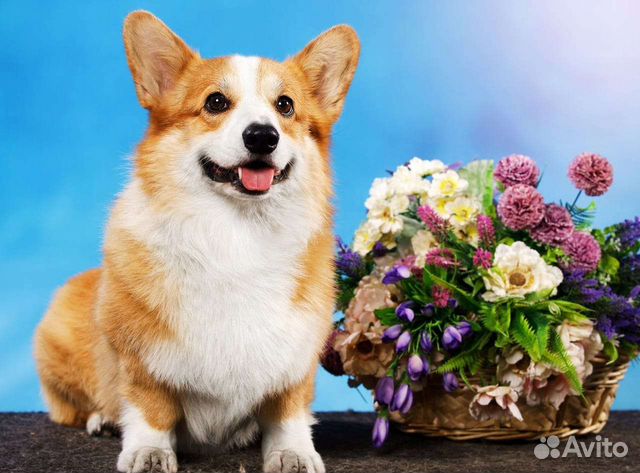 Вельш-корги пемброк вязка