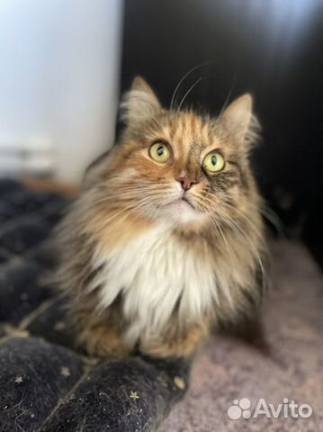 Характерная красавица Марго ищет дом