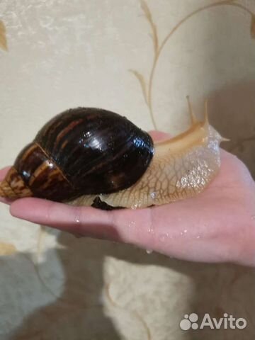 Улитки ахатины бесплатно