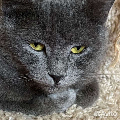 Серо- голубая молодая кошечка