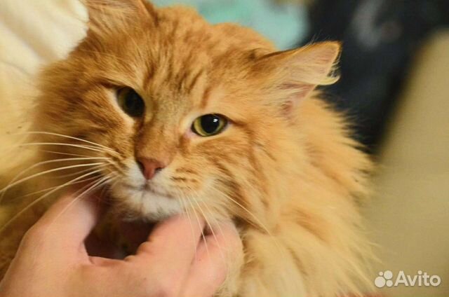 Котик Мандарин