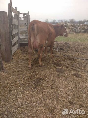 Продаётся корова с телёнком