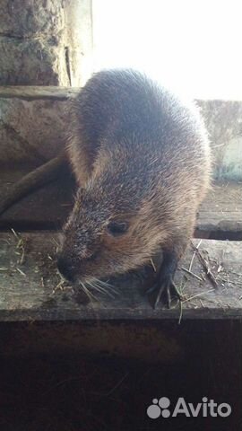 Самец нутрии 6месяцев на завод