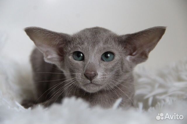 Ориентальные котята разного окраса