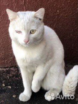 Белый кот