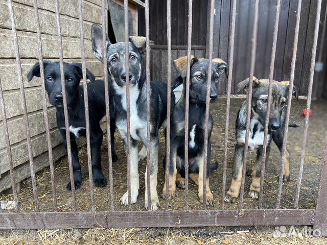 Щенки из приюта ищут родителей