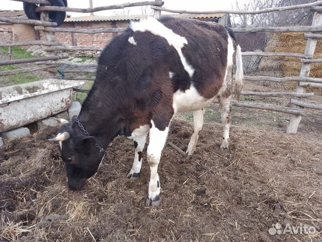 Первотелка