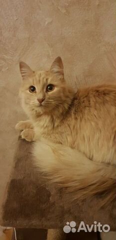 Рыжая кошка