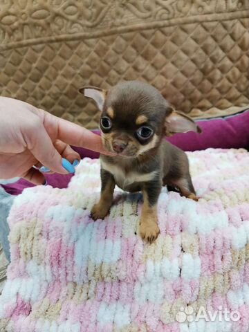 Милашка чихуашка