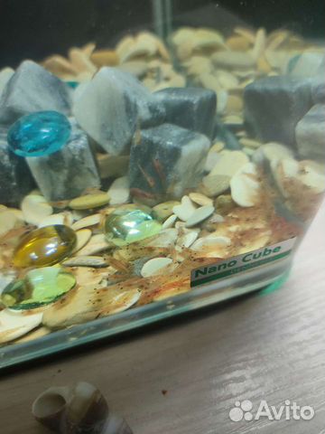 Креветки черри