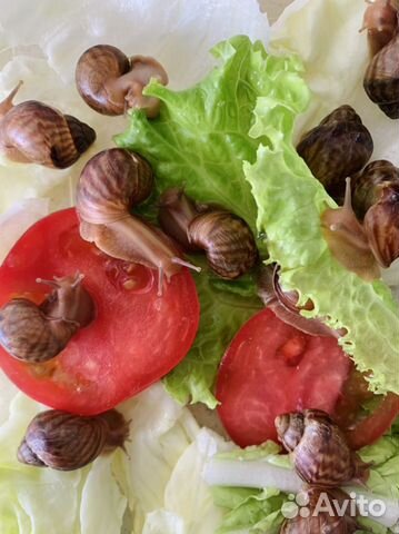 Улитки ахатины бесплатно