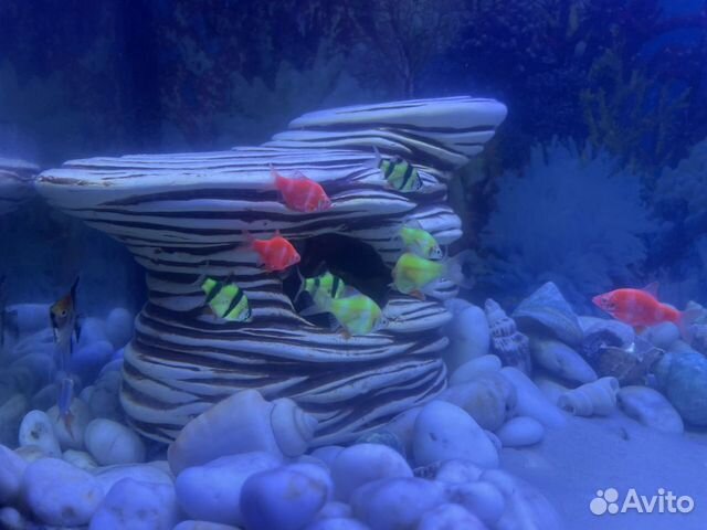 Барбусы Гло подростки