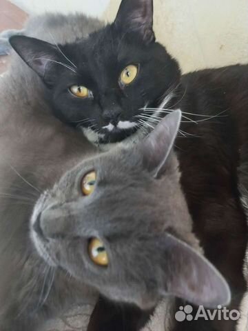 Отдам в добрые руки