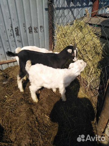 Продаются козлята