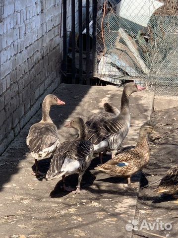Продаю диких серых гусей