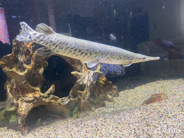 Панцирная Щука