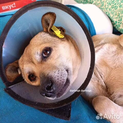 Собака Чипси, 10 лет, VIP- бабуля)