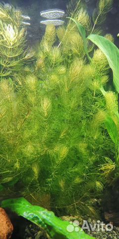 Роголистник