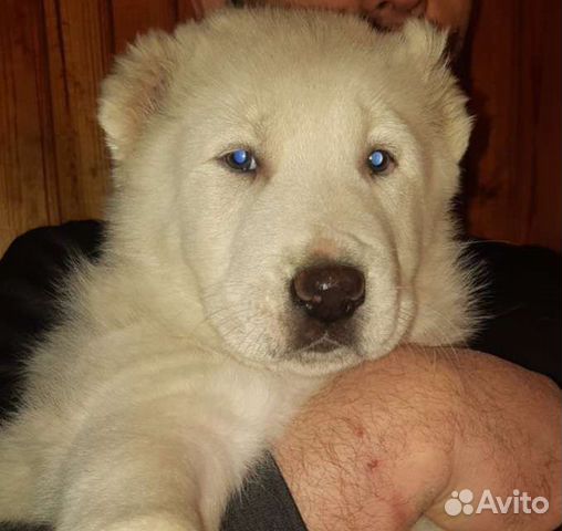 Алабай щенки