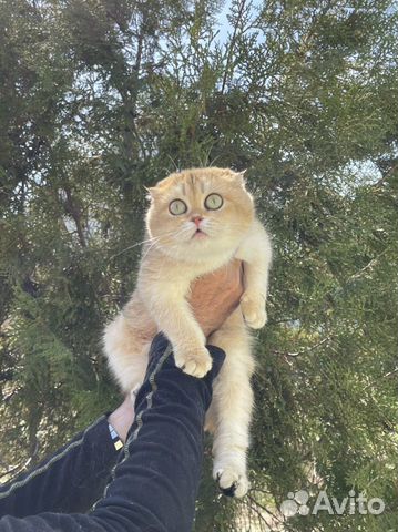 Шотландская вислоухая кошка