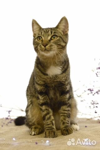 Отдам котика Тигру