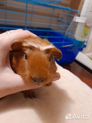 Морская свинка мальчик