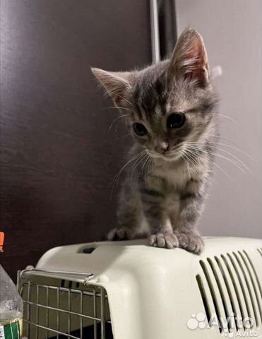 Маленькому Котёнку Нужен дом