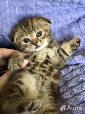 Шотландские вислоухие