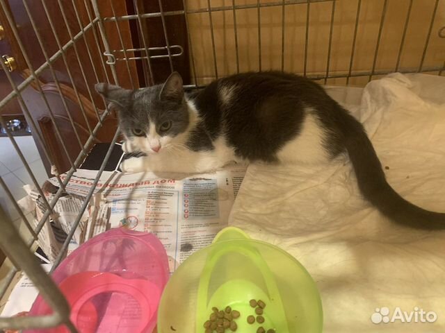 Котенок спасен от смерти, нужен хозяин