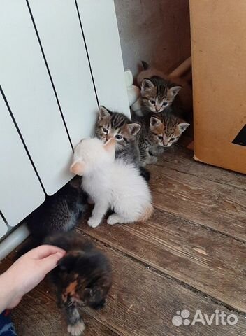 Котята в дар