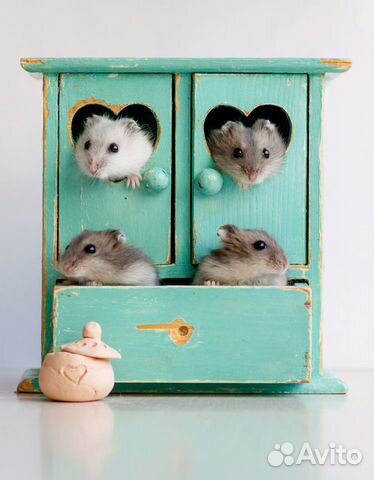 Джунгарские хомячки. Или хомячата:)
