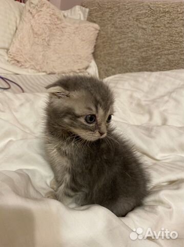 Шотландская вислоухая кошка