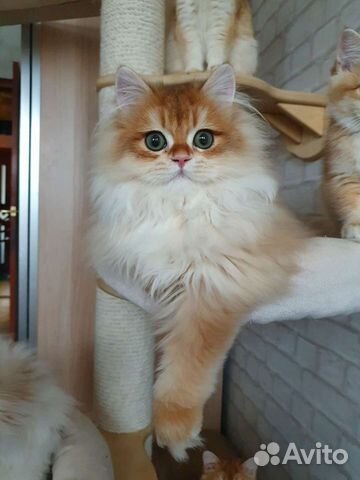 Кот золотая шиншилла