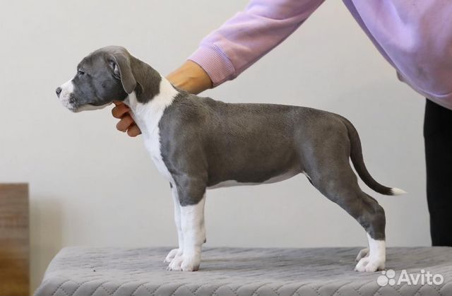 Американский стаффордширский терьер щенки