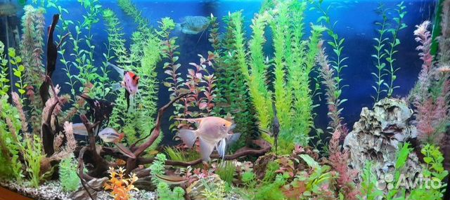 Аквариумные рыбки, камни, коряги